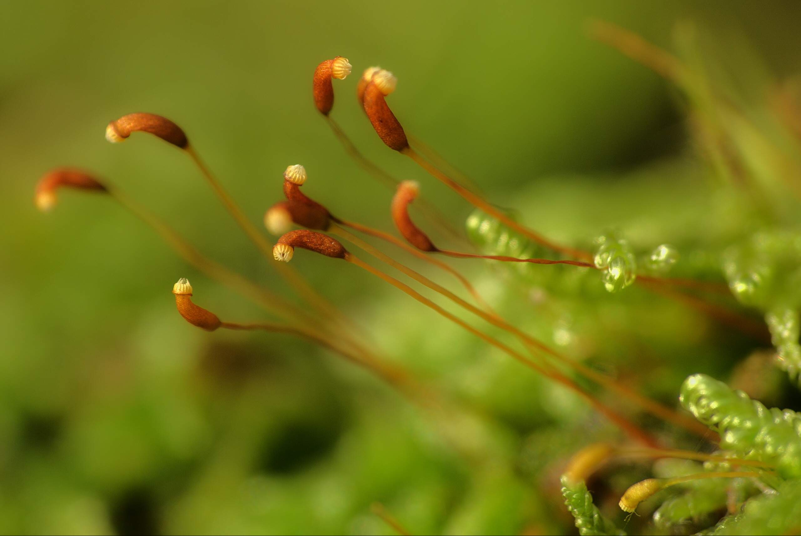 Ubuntu 11.10 Oneiric Ocelot - Review - Tweakers