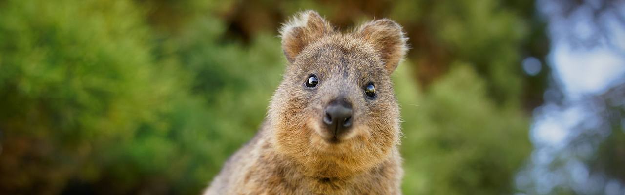 Ubuntu 25.10 krijgt codenaam 'Questing Quokka' - Tweakers