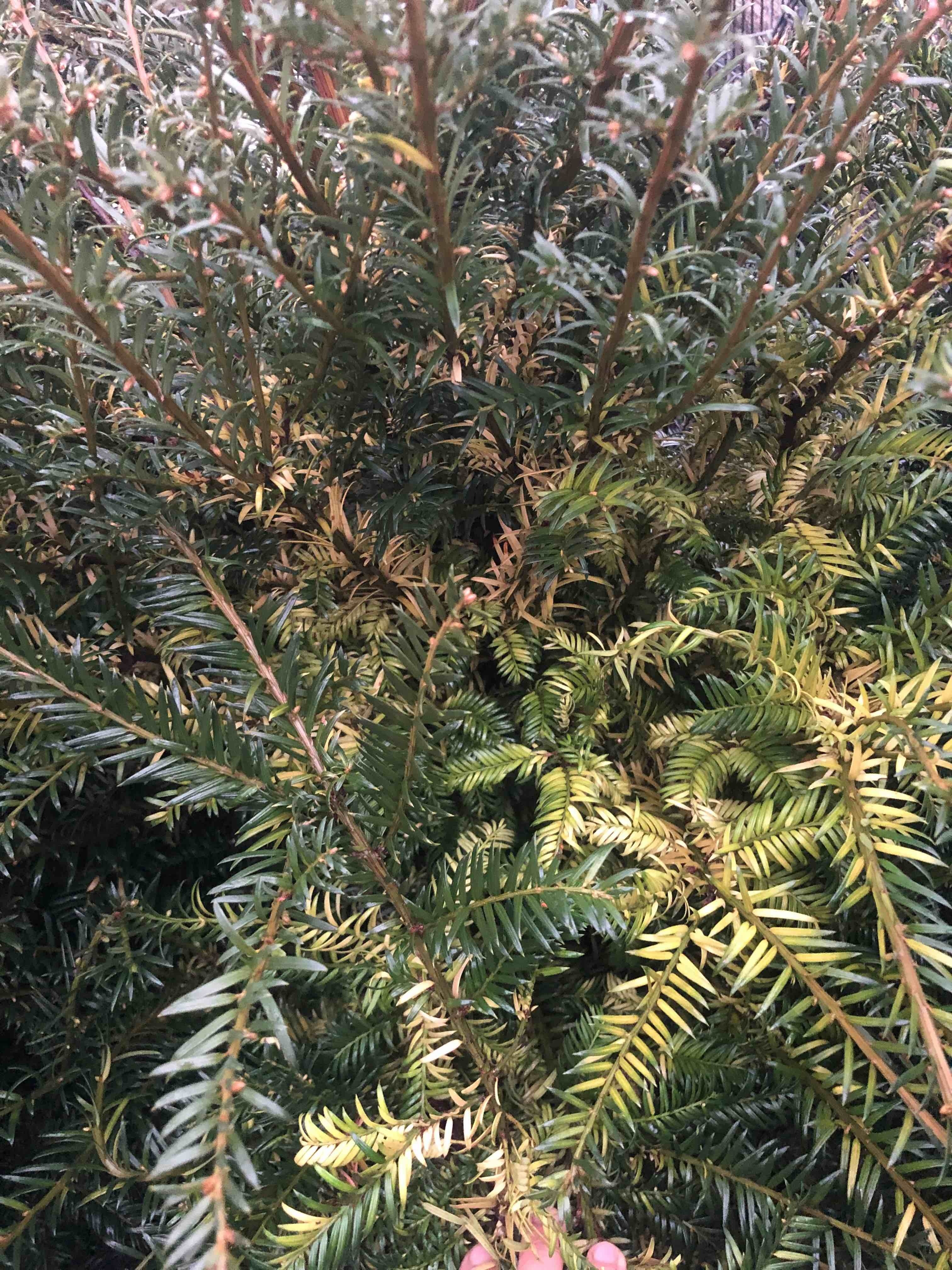Handen in het haar: Taxus Haag verkleurt - Bouwen en klussen - GoT