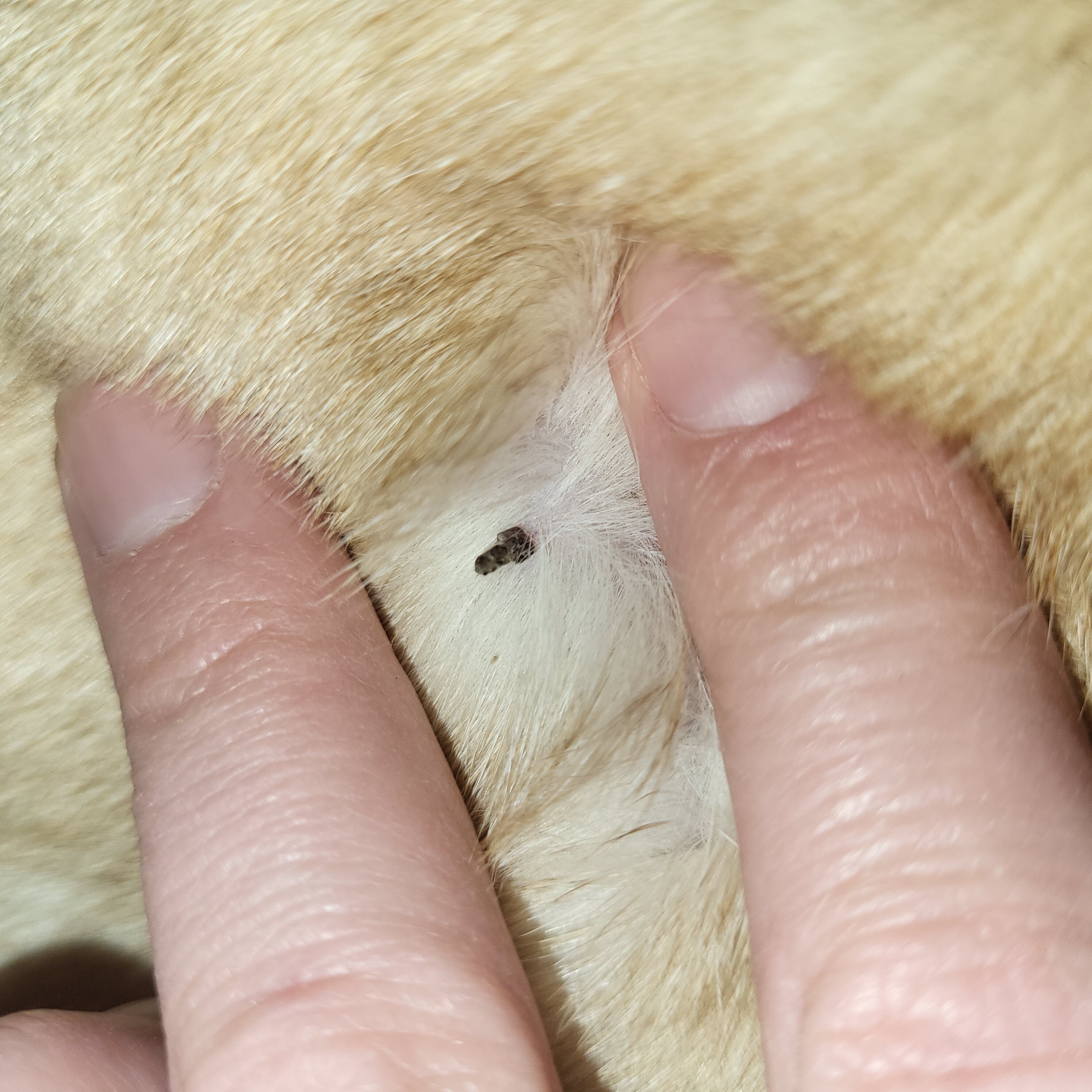 Raar beestje in huid hond - Algemene zaken - GoT