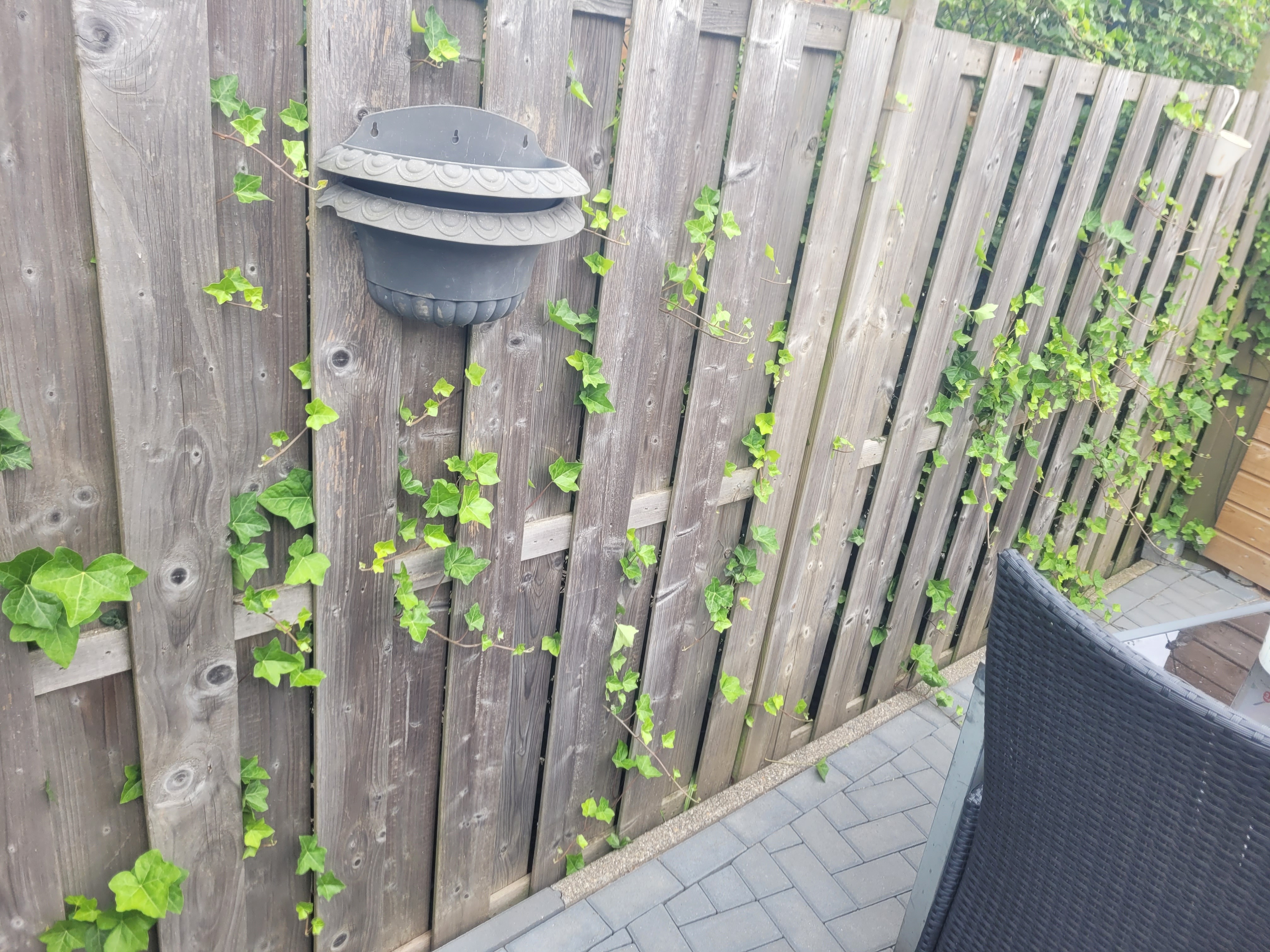 Klimop plant van de buren uitroeien - Wonen - GoT