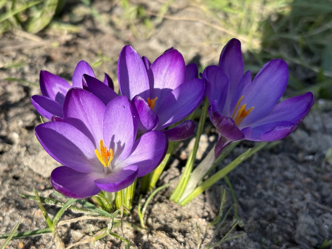 Apple iPhone 16e Review - Tweakers